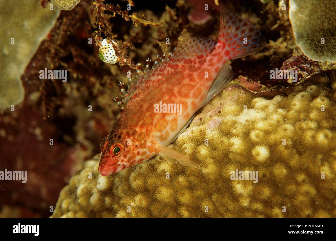 Dwarf hawkfish (Cirrhitichthys falco), about 6 cm long. Manado ...