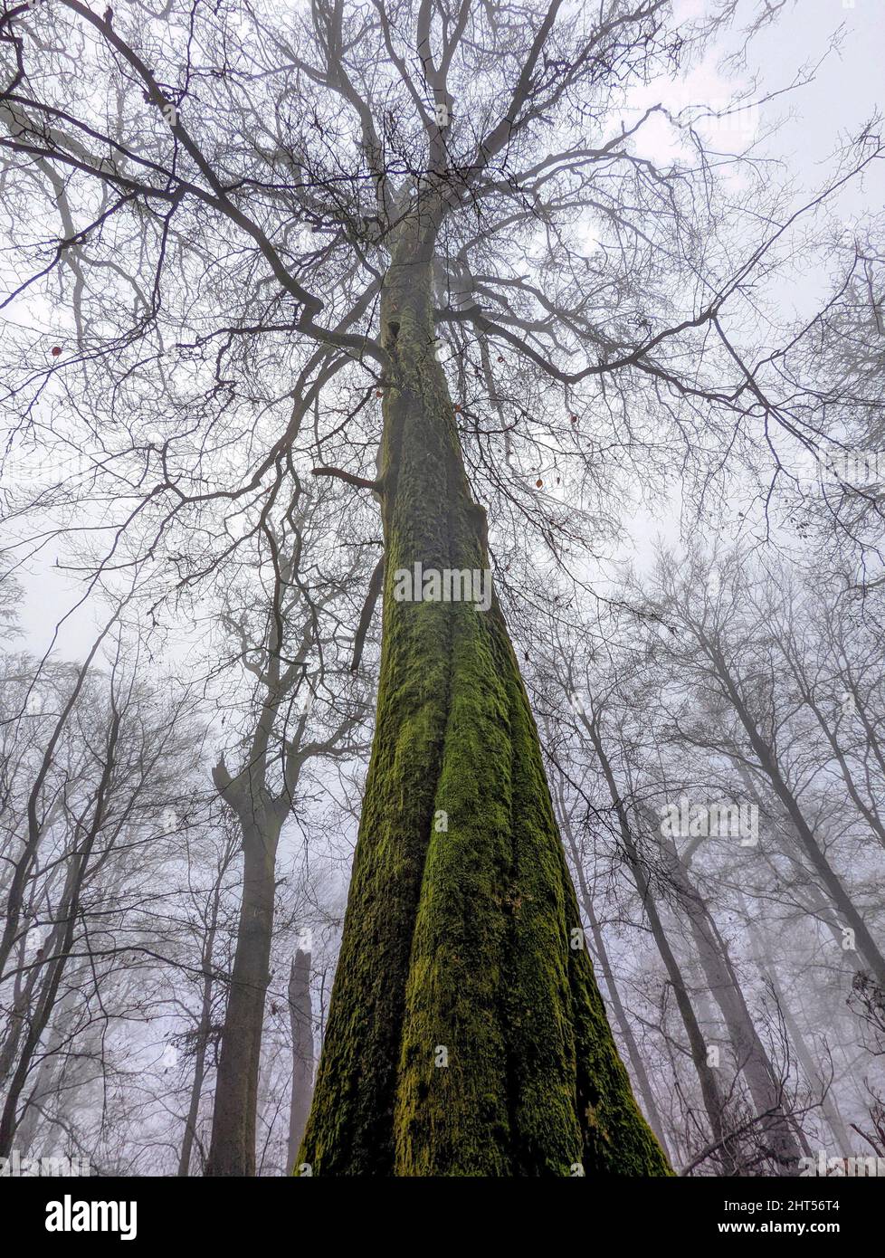 Closeup of a mystic tree in a forest Stock Photo - Alamy