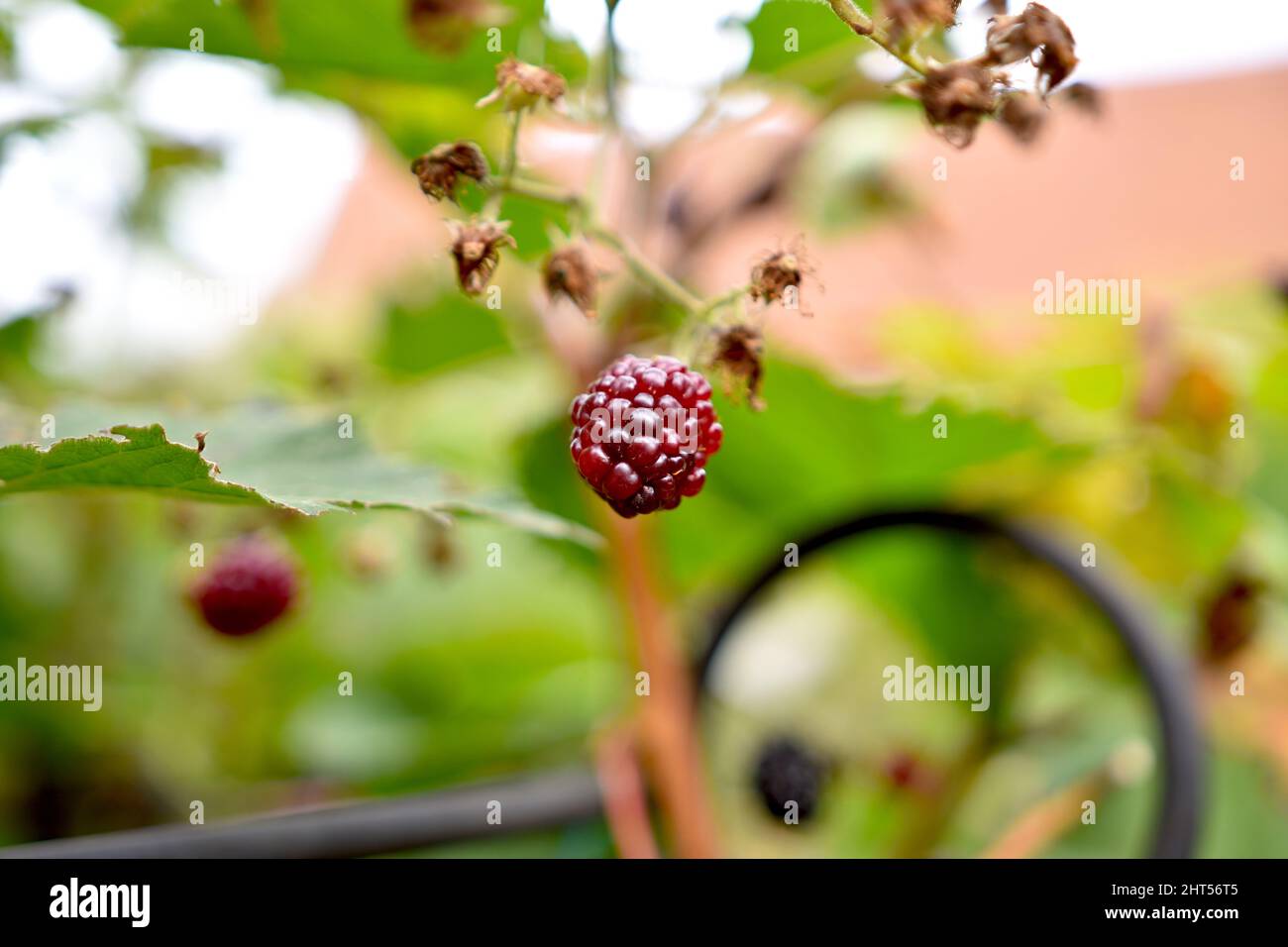 Selective focus of a Rubus nessensis Stock Photo - Alamy