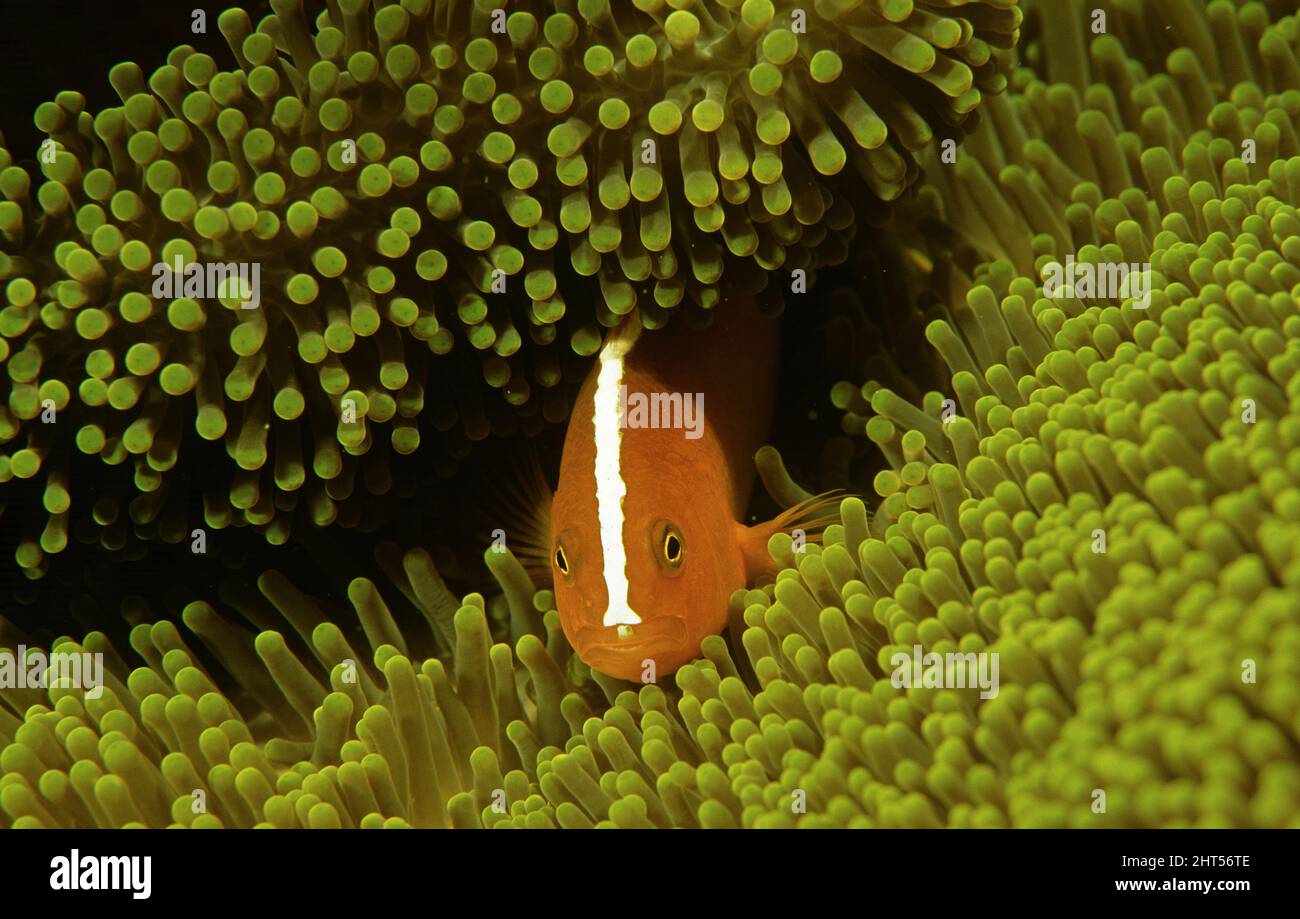 Yellow clownfish (Amphiprion sandaracinos), in Merten's carpet sea ...