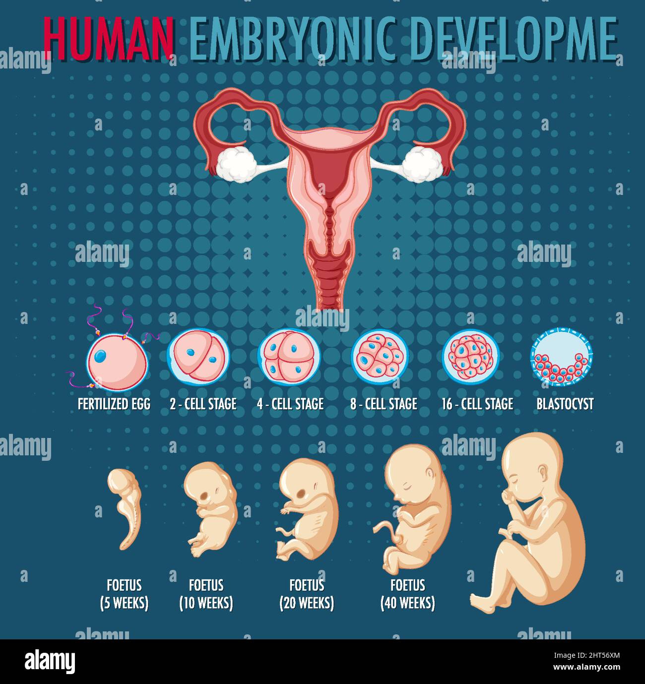 Diagram Showing Human Embryonic Development Illustration Stock Vector