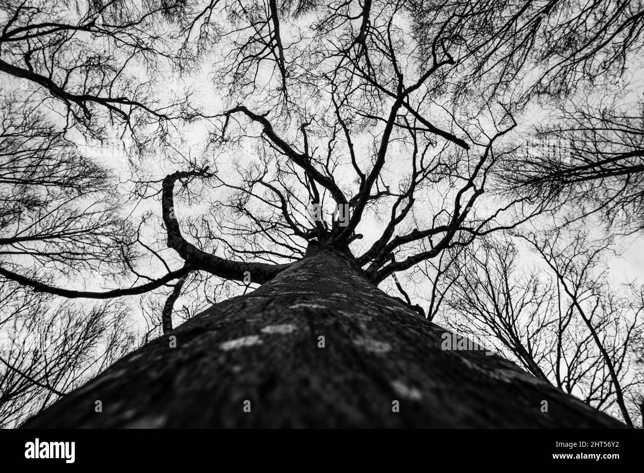 Large forest tree Black and White Stock Photos & Images - Alamy