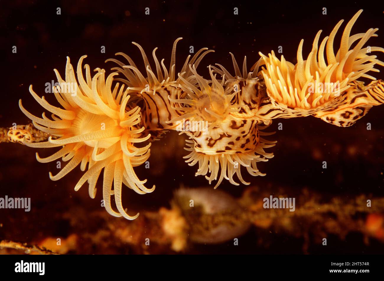 Gorgonian wrapper anemone (Nemanthus annamensis), on Southern sea whip ...