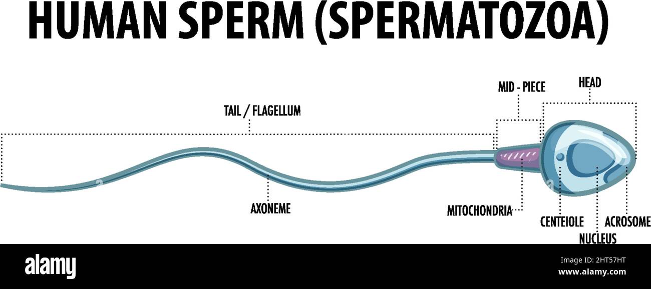Spermatozoa