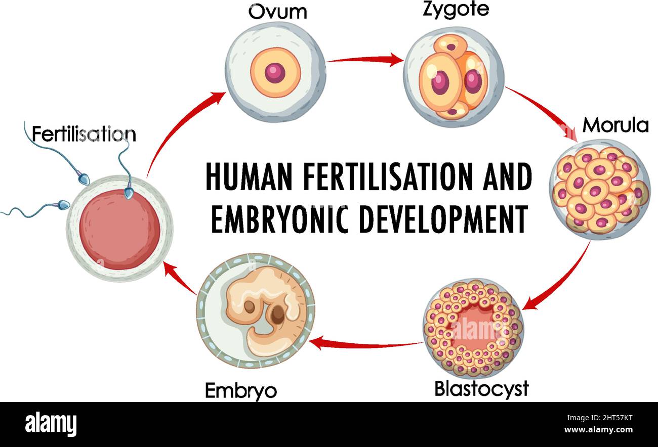 Human fertilisation embryonic development in human infographic ...