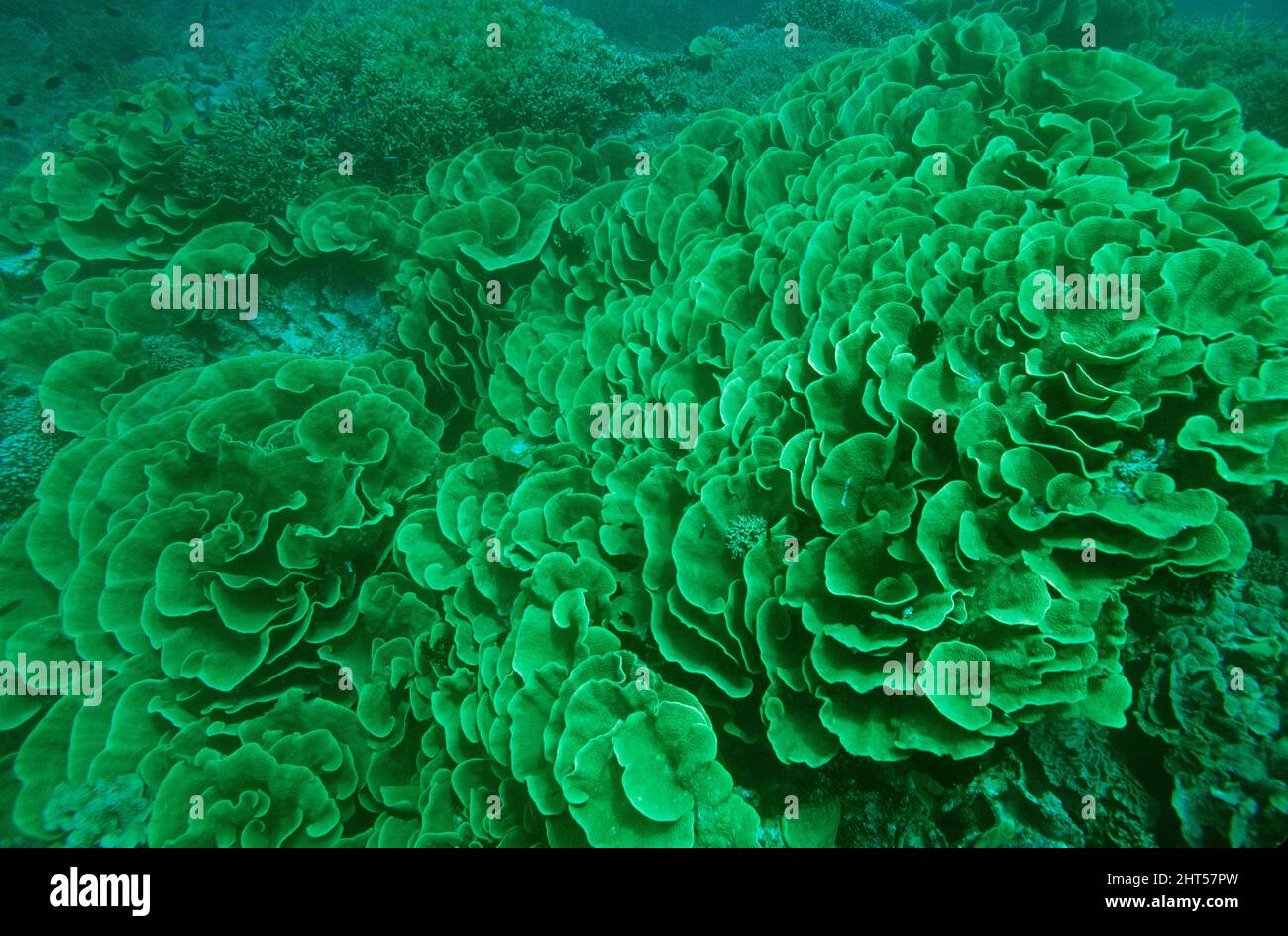 Cabbage coral hi-res stock photography and images - Alamy