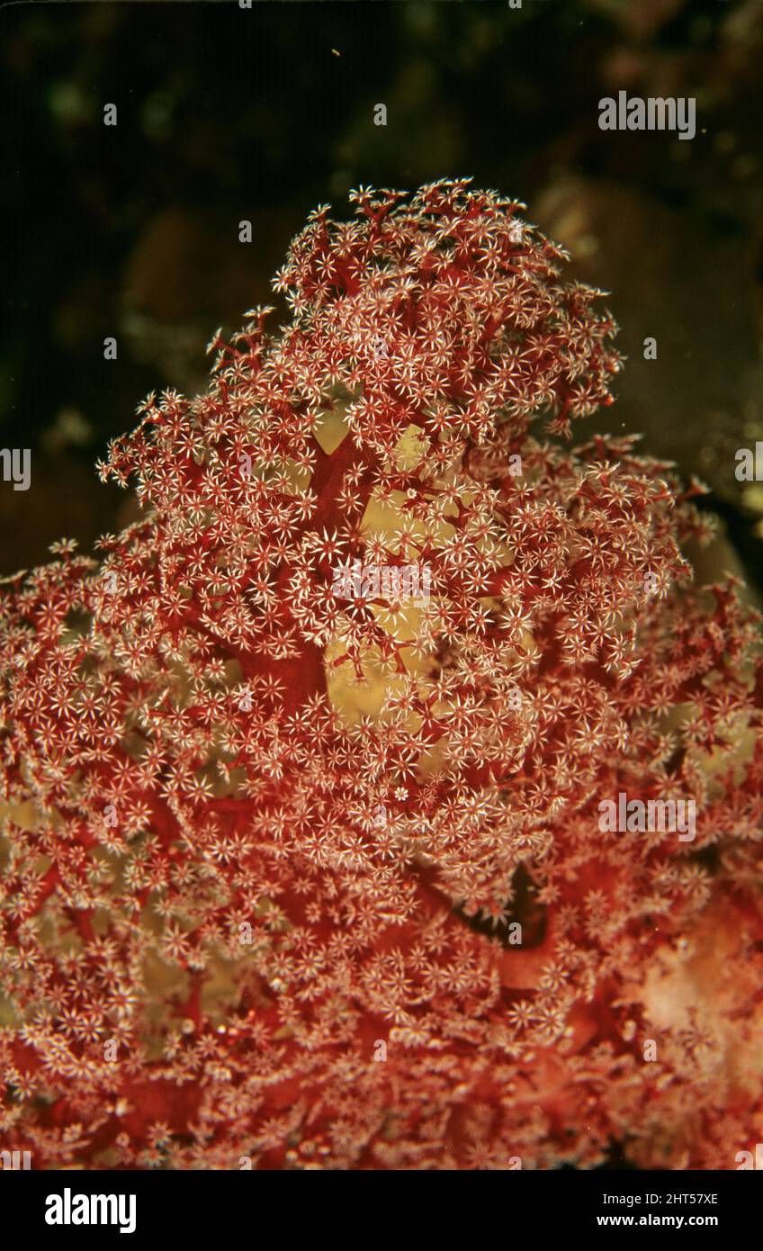 Red soft coral (fam: Siphonogorgiidae), with white polyps extended ...