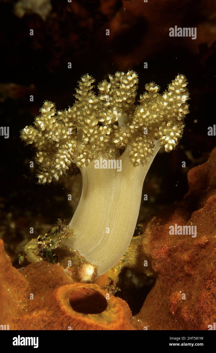 Small white leather coral (Nephthea sp.), trunk and branches with ...