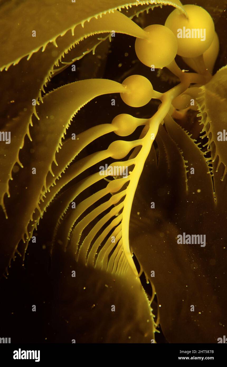 Giant kelp (Macrocystis pyrifera), gas-filled bladders. Catalina Island ...