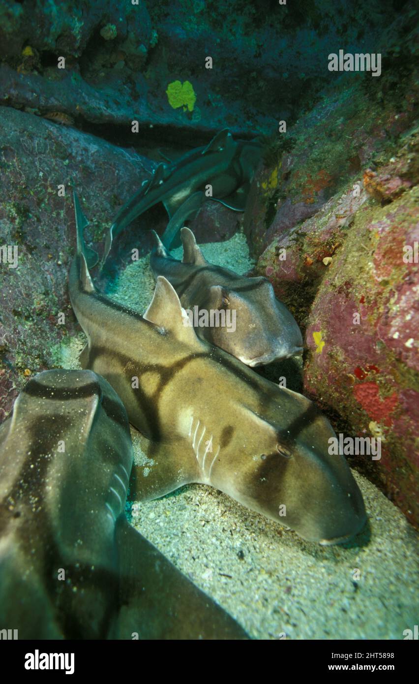 Port Jackson shark (Heterodontus portusjacksoni), resting in a marine ...