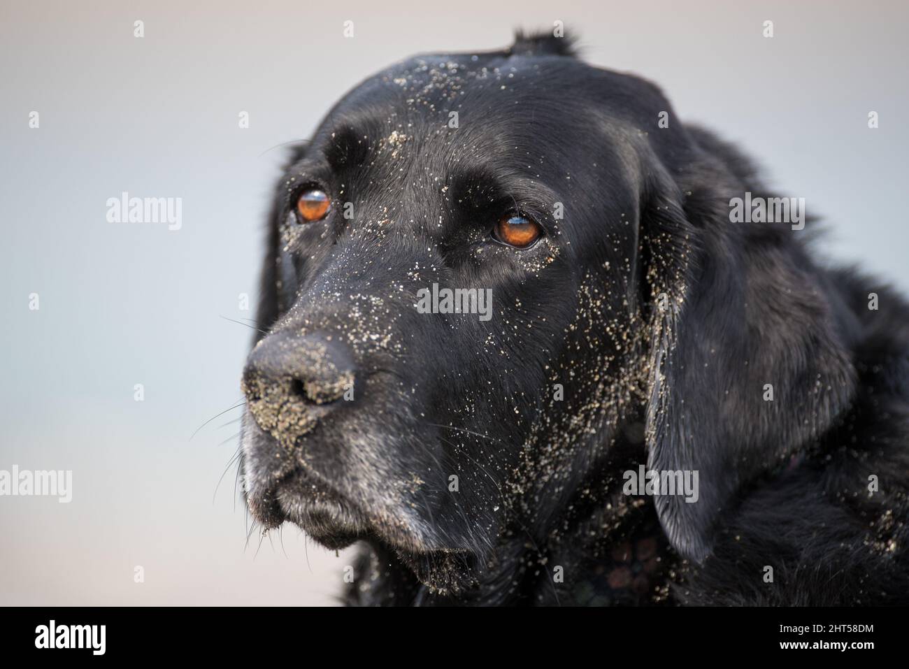 Black labrador retriever dog with a sandy face Stock Photo - Alamy