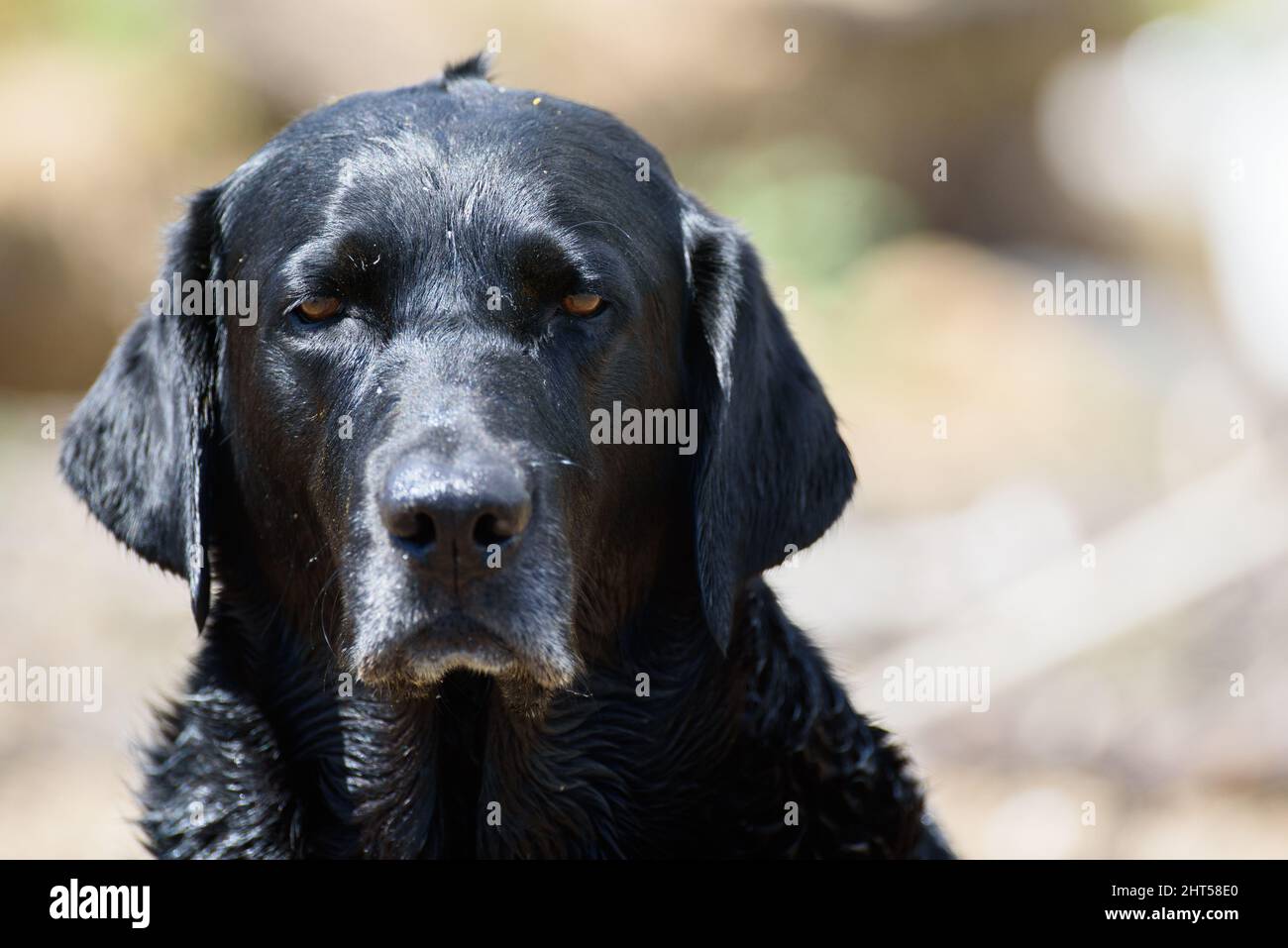 Funny grumpy facial expression Black labrador retriever dog Stock Photo ...