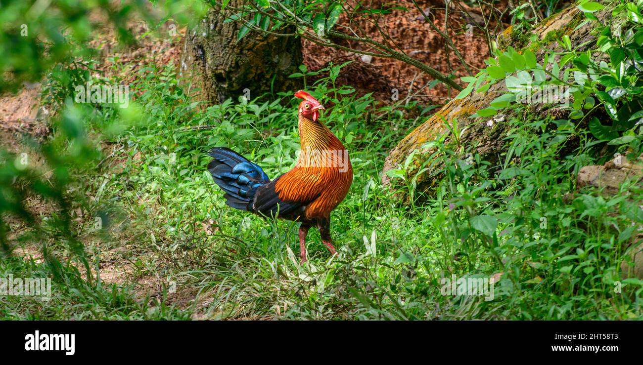 Sri Lankan junglefowl, the National bird of Sri Lanka, is also endemic ...
