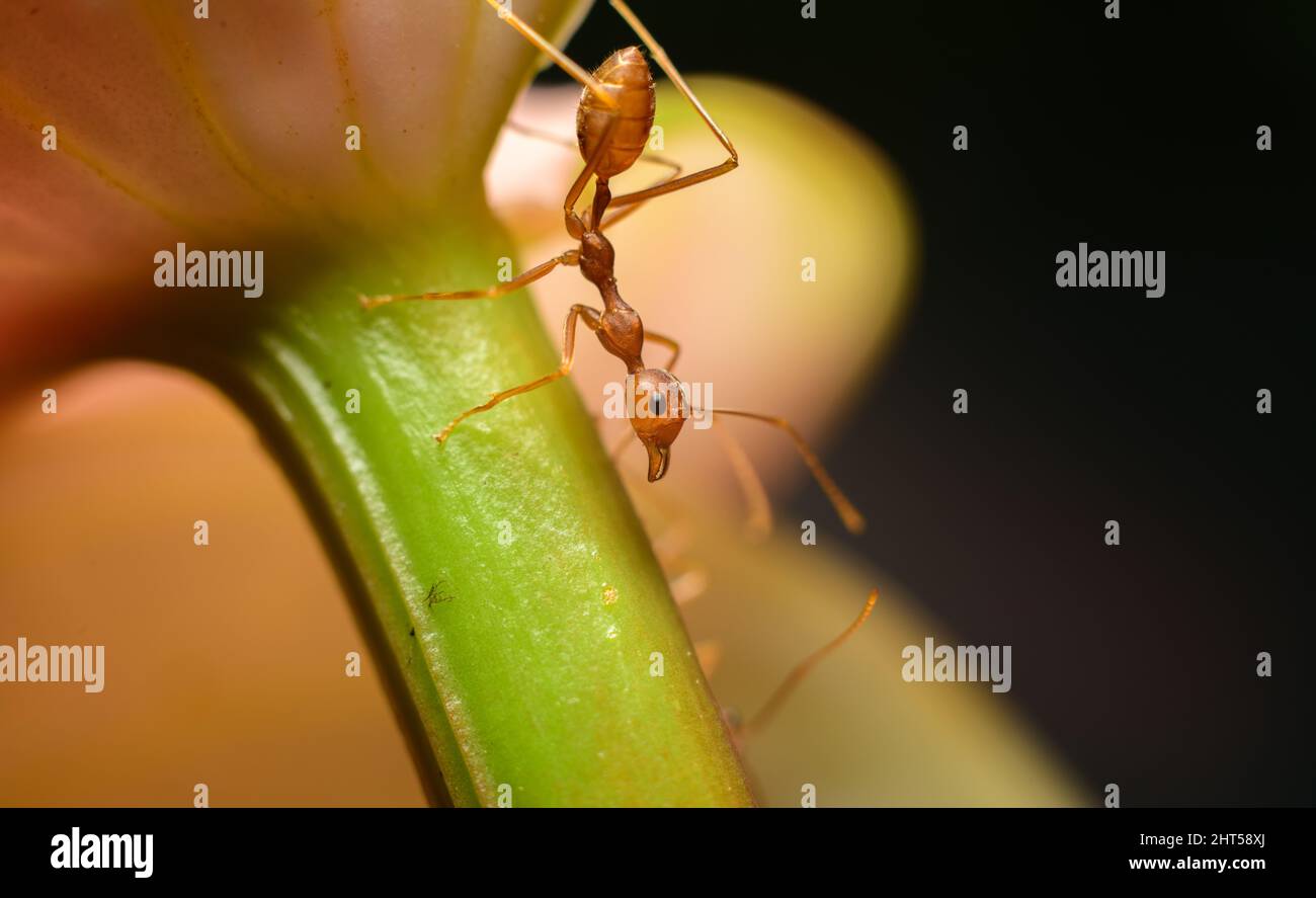 Weaver ant closeup macro shot, climbing down an anthurium flower stem ...