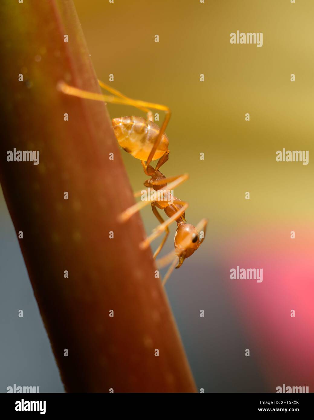 Weaver ant hi-res stock photography and images - Alamy