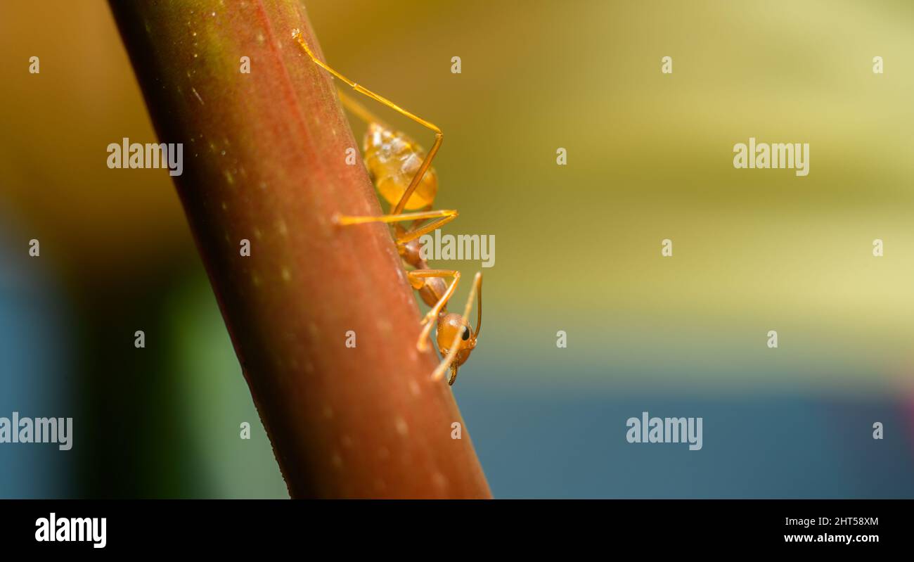 Dimiya hi-res stock photography and images - Alamy