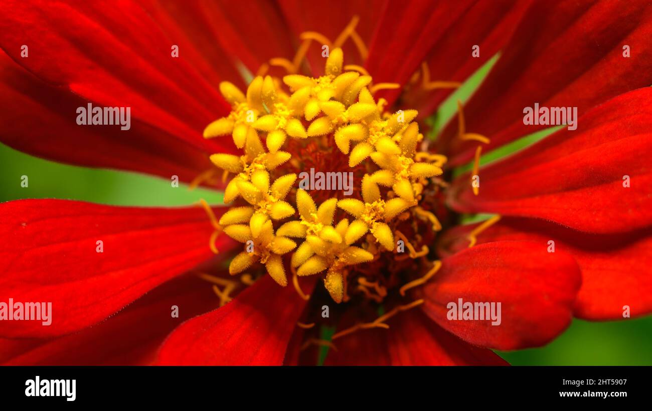 Zinnia flower macro shot, Disk florets close up, beautiful red Zinnia ...