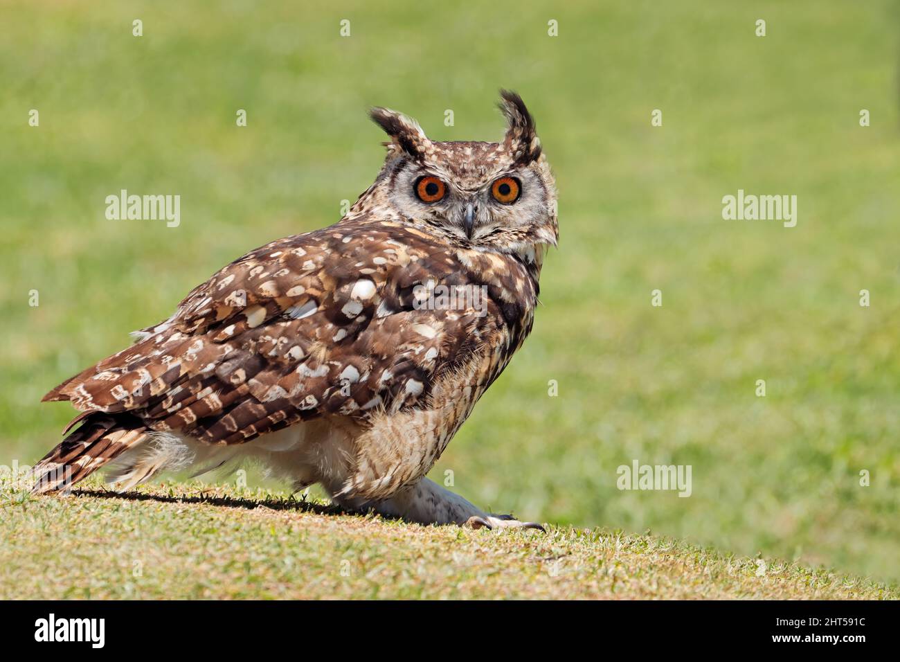 A Cape eagle-owl (Bubo capensis) perched on the ground, South Africa ...