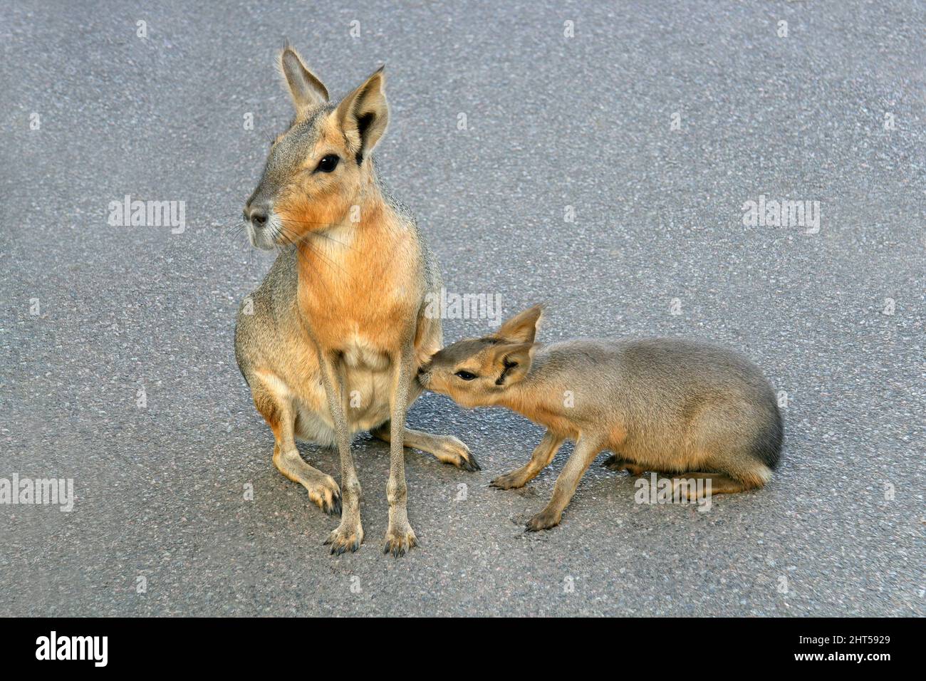 A Patagonian mara (Dolichotis patagonum) with young, Argentina Stock ...
