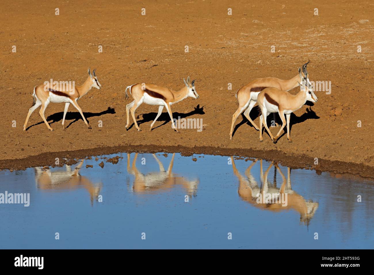 Springbok antelopes (Antidorcas marsupialis) at a waterhole, Mokala ...