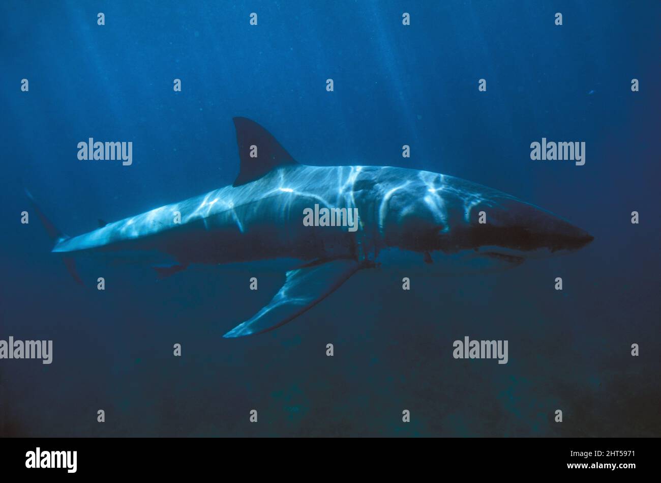 Great white shark (White pointer) (CarcharodonÊcarcharias) Neptune ...