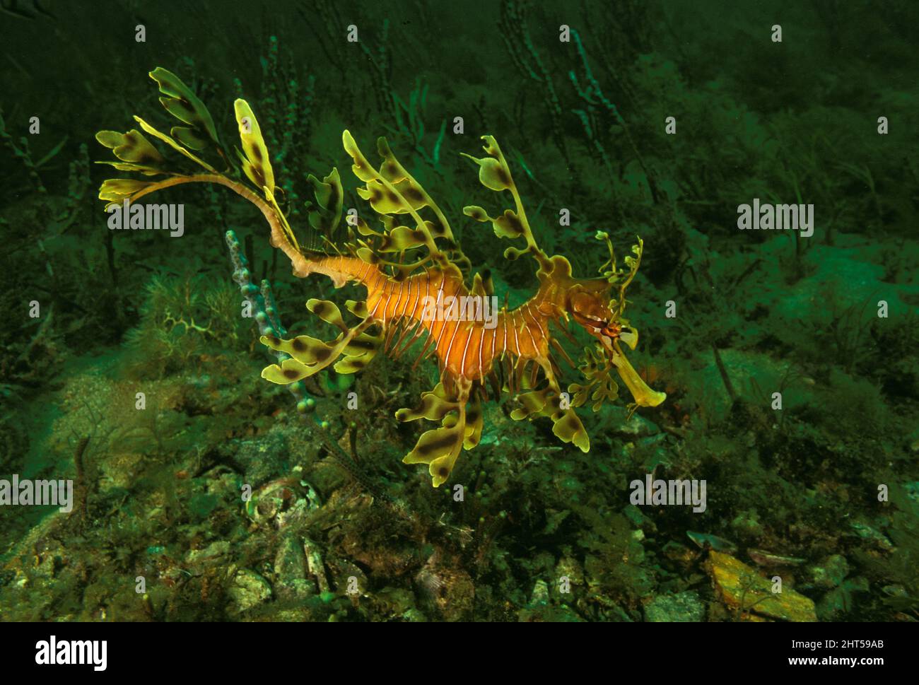 Leafy seadragon (Phycodurus eques Stock Photo - Alamy