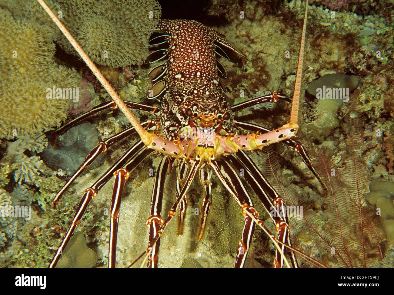 Painted rock lobster (Panulirus versicolor). Flinders Reef, Coral Sea ...