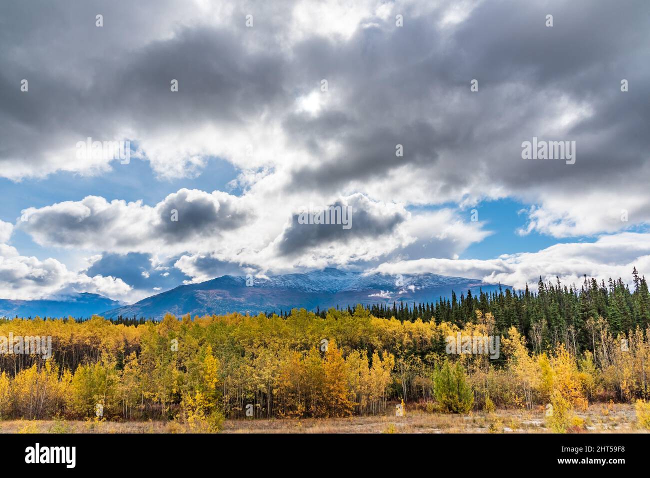 Northern fall, autumn landscape in Yukon Territory with yellow trees ...