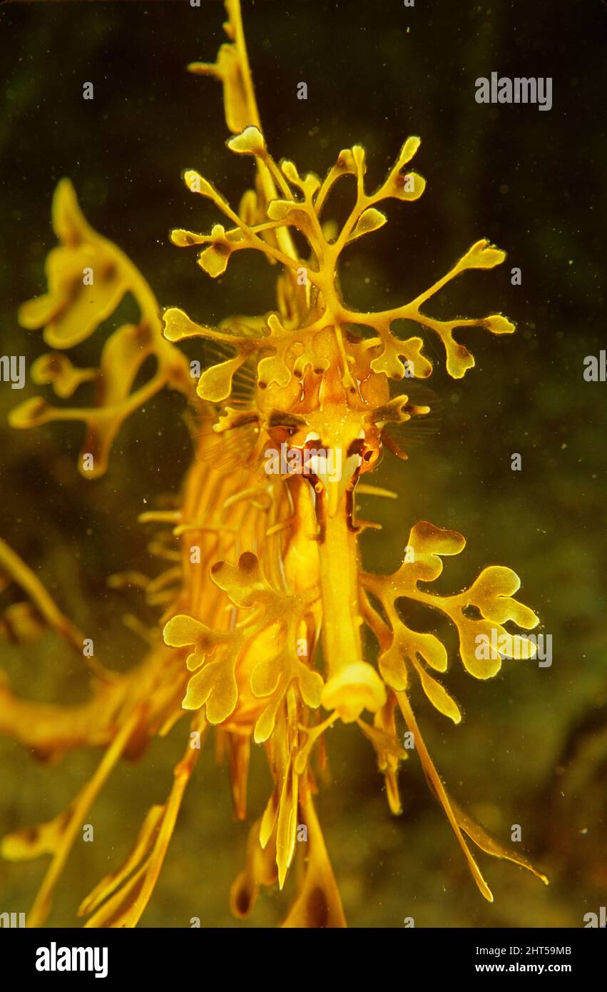 Leafy seadragon (Phycodurus eques). Rapid Bay, South Australia Stock ...