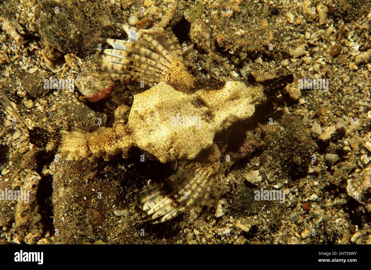 Fished for chinese traditional medicine hi-res stock photography and ...