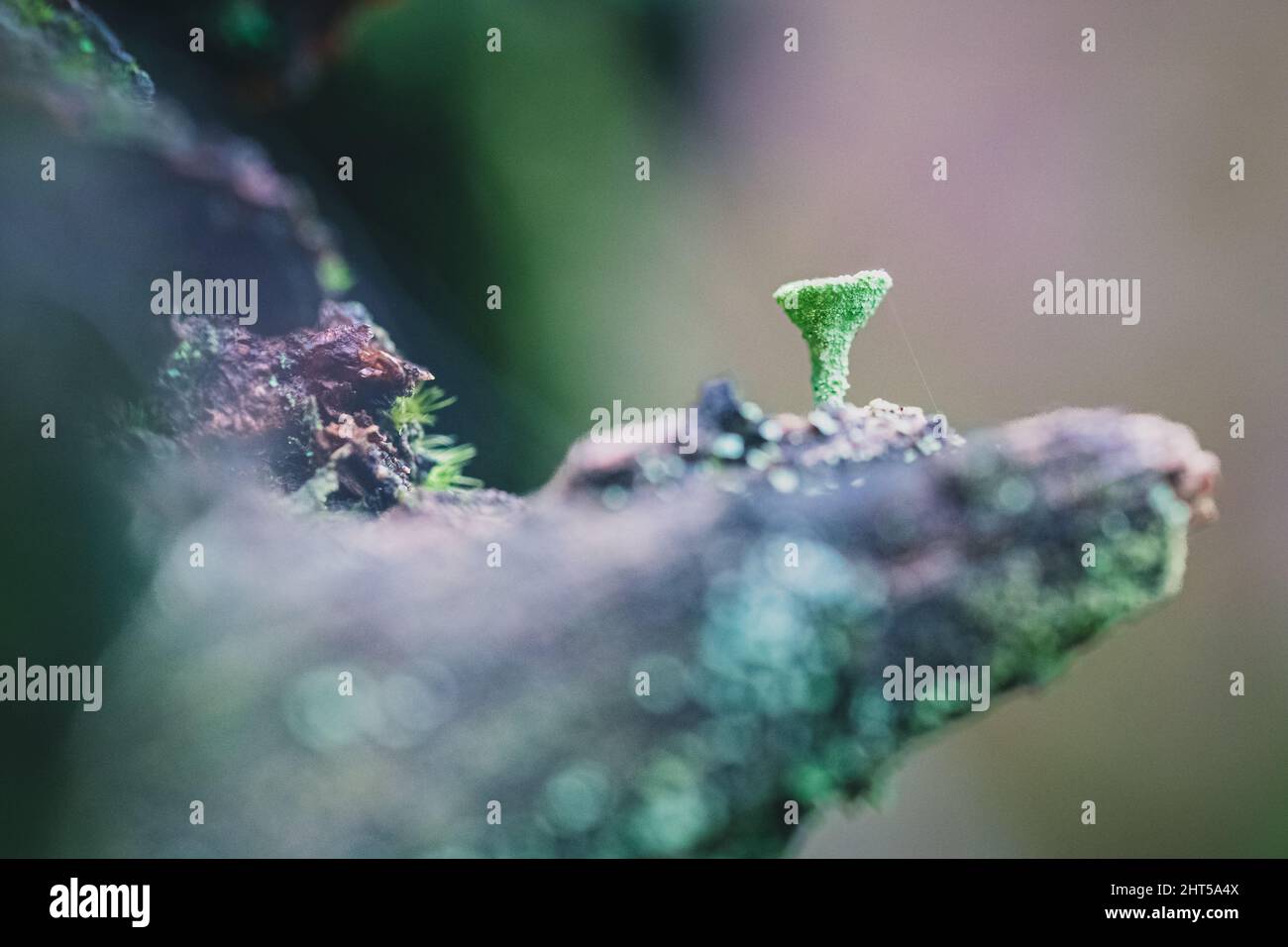 Selective focus of lichens growing on a dead tree trunk in a forest ...
