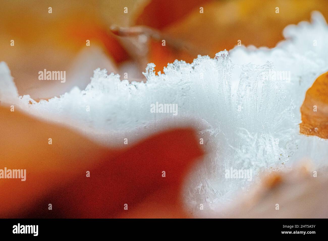 Closeup of the hair ice, also known as ice wool or frost beard. Shallow ...
