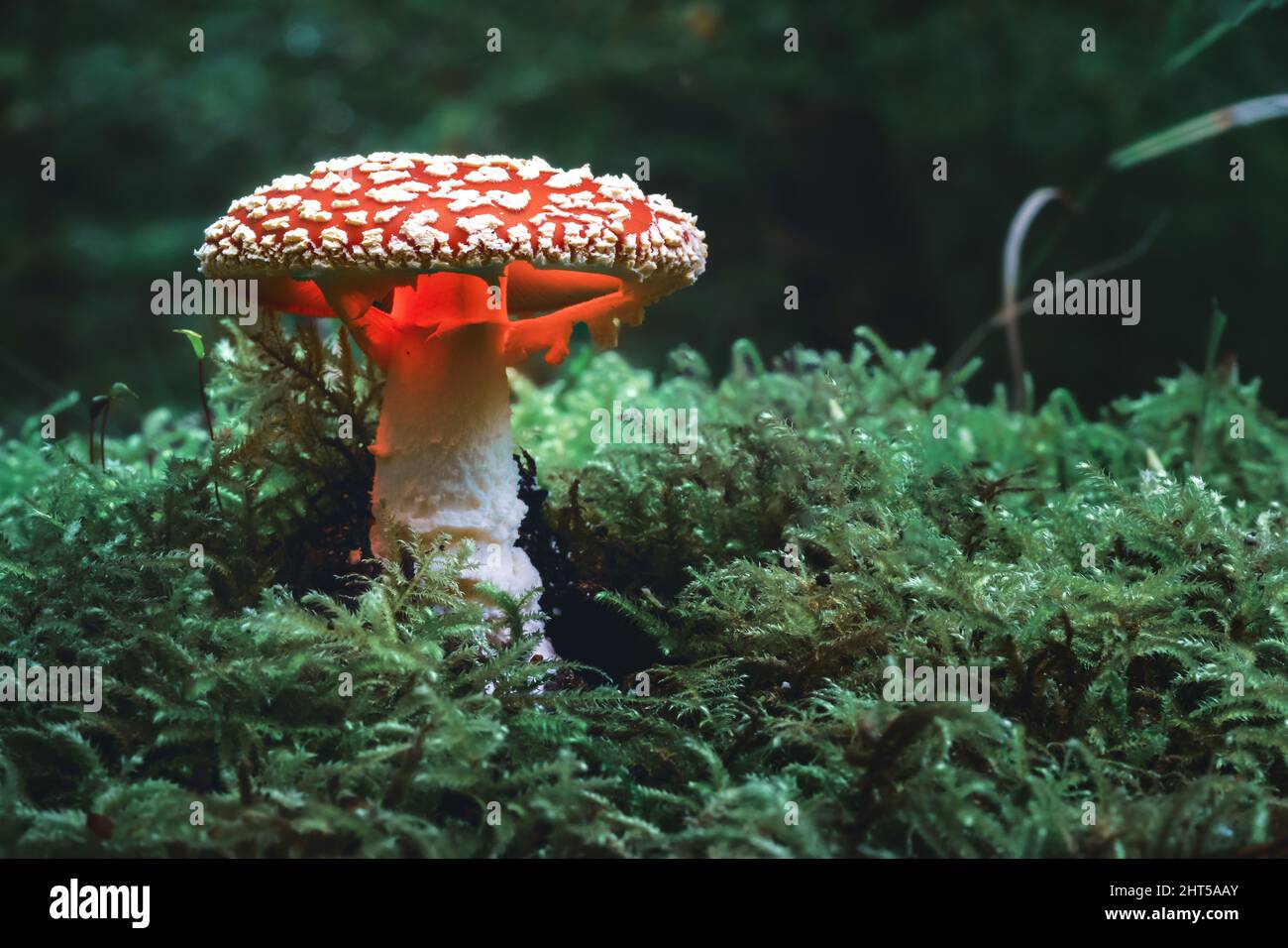 Closeup of the Amanita muscaria, commonly known as the fly agaric or ...