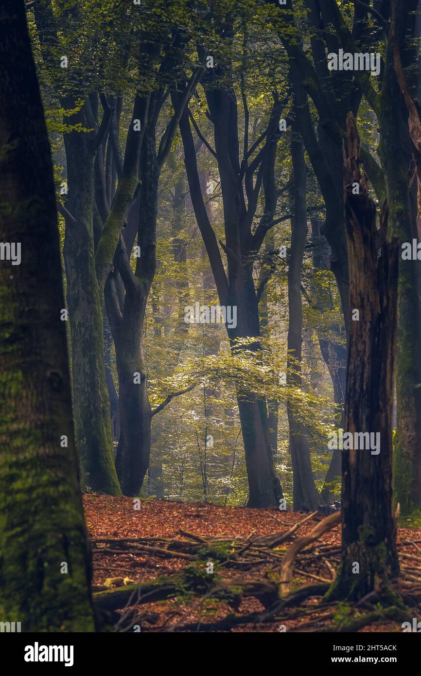 Atmospheric misty morning light on green branches in a magical forest ...