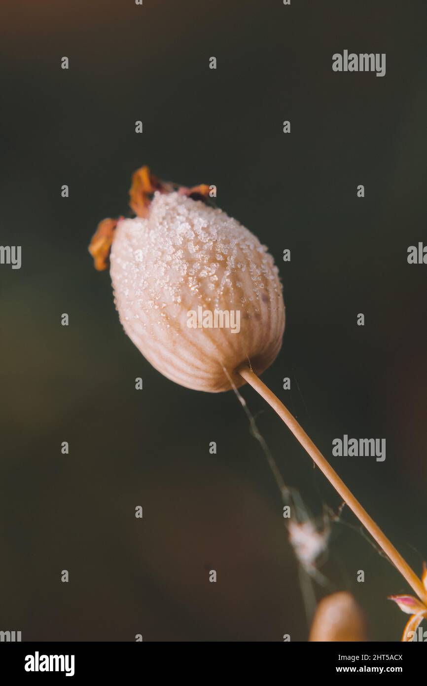 Vertical closeup shot of a flower bud covered in frost Stock Photo - Alamy