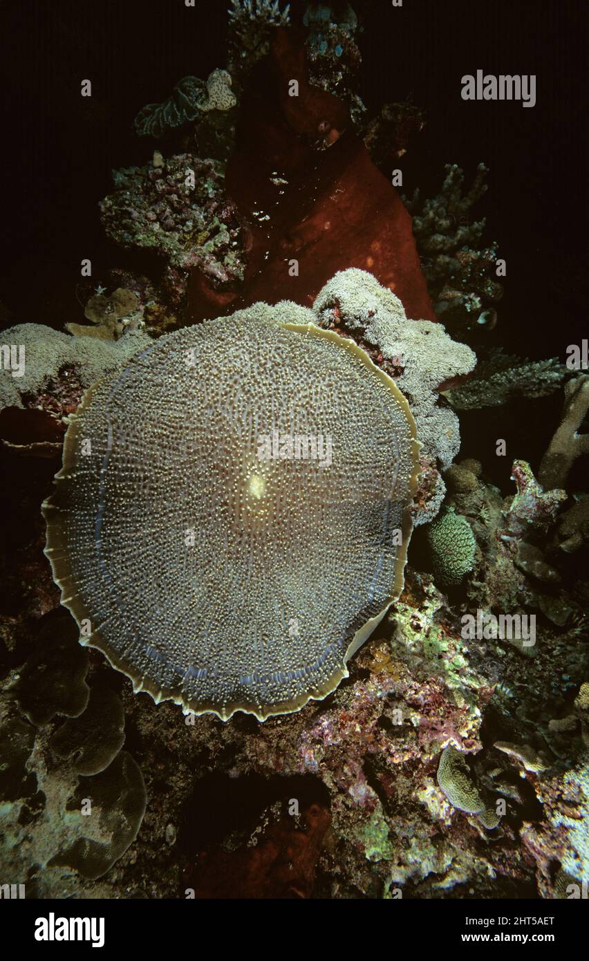 Corallimorph (Metarhodactis boninensis); dangerous: has stinging cells ...