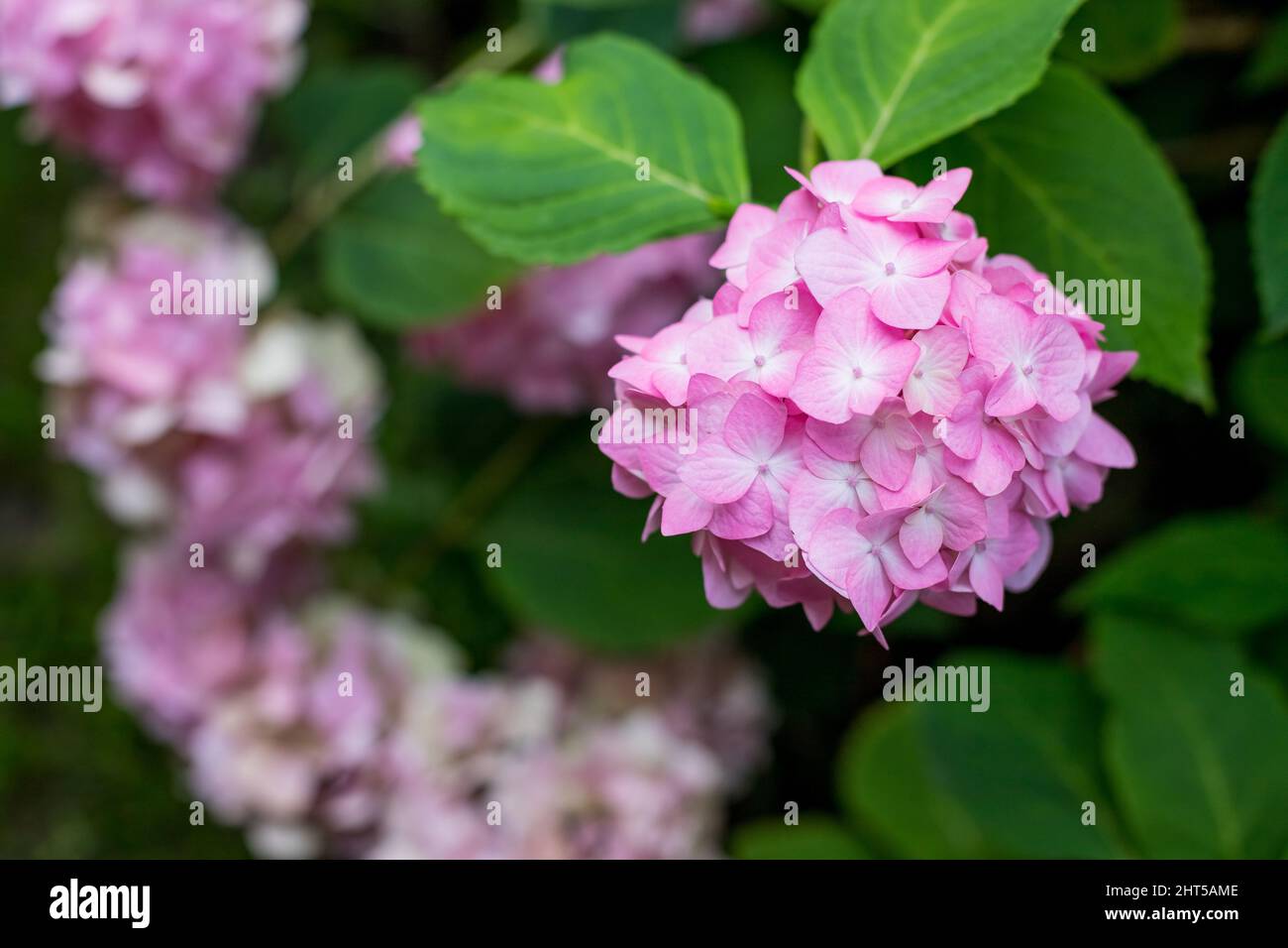 Landscape with flowering pink hydrangea bushes, green grass and ...