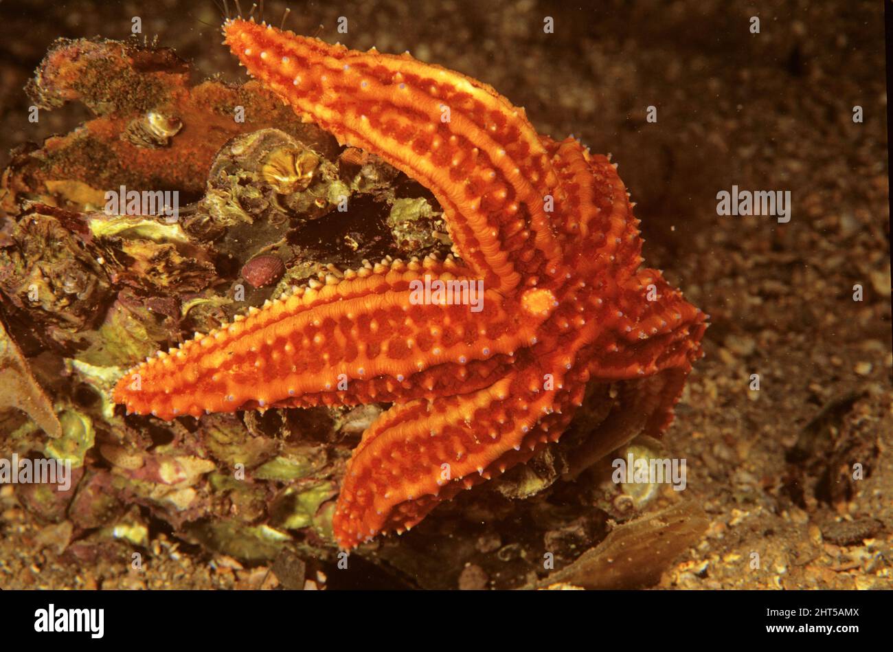 Orange starfish (Uniophora granifera) feeding on a bivalve Stock Photo ...