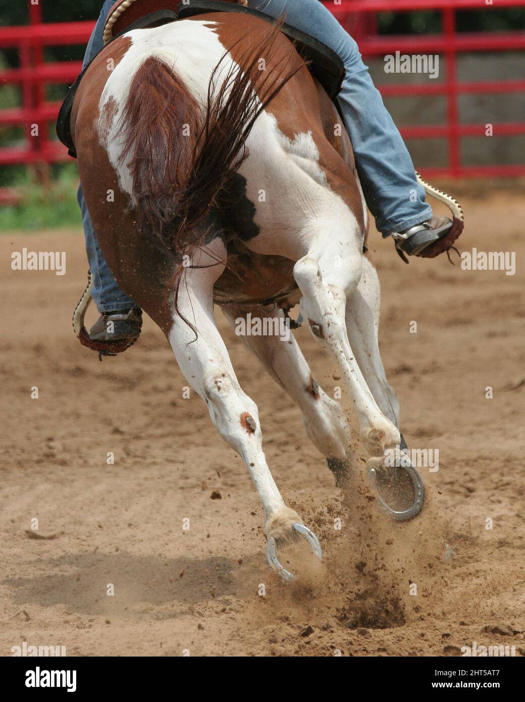 Arabian horse with rider galloping hi-res stock photography and images ...