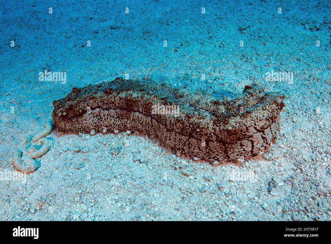 Sea cucumber (Stichopus variegatus), showing characteristic trail ...