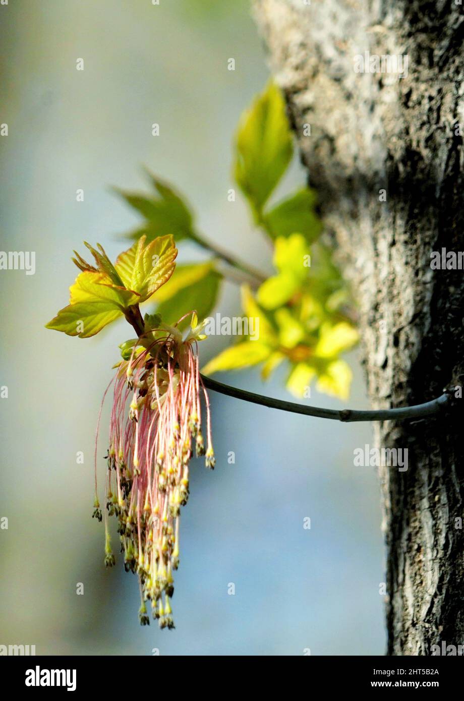 Vertical closeup of a branch of an elm tree with green flowers against ...