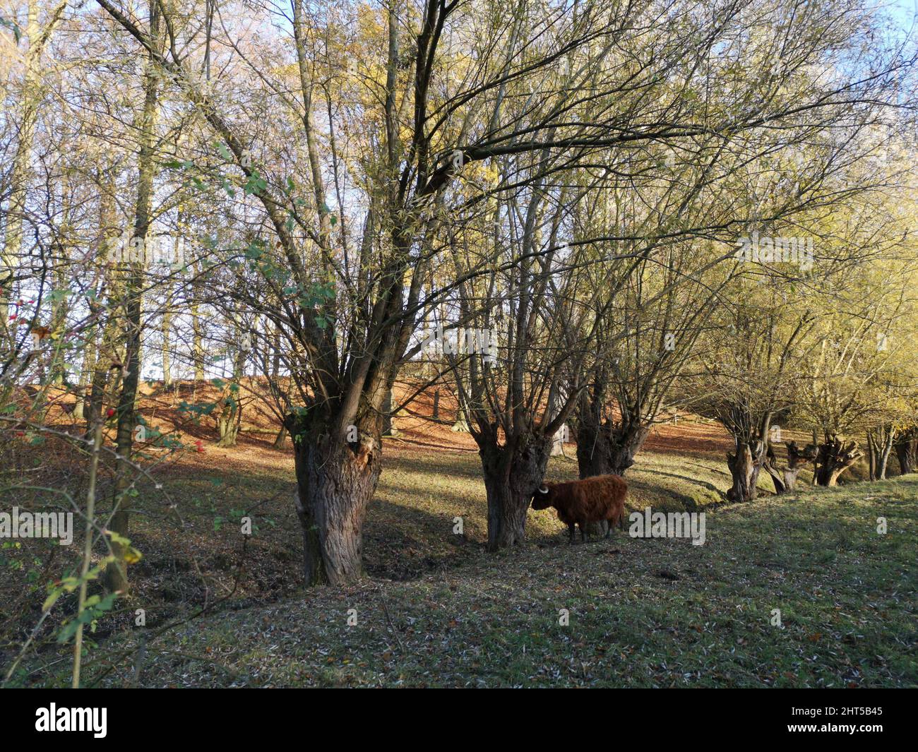 Highland cow standing tree trees hi-res stock photography and images ...
