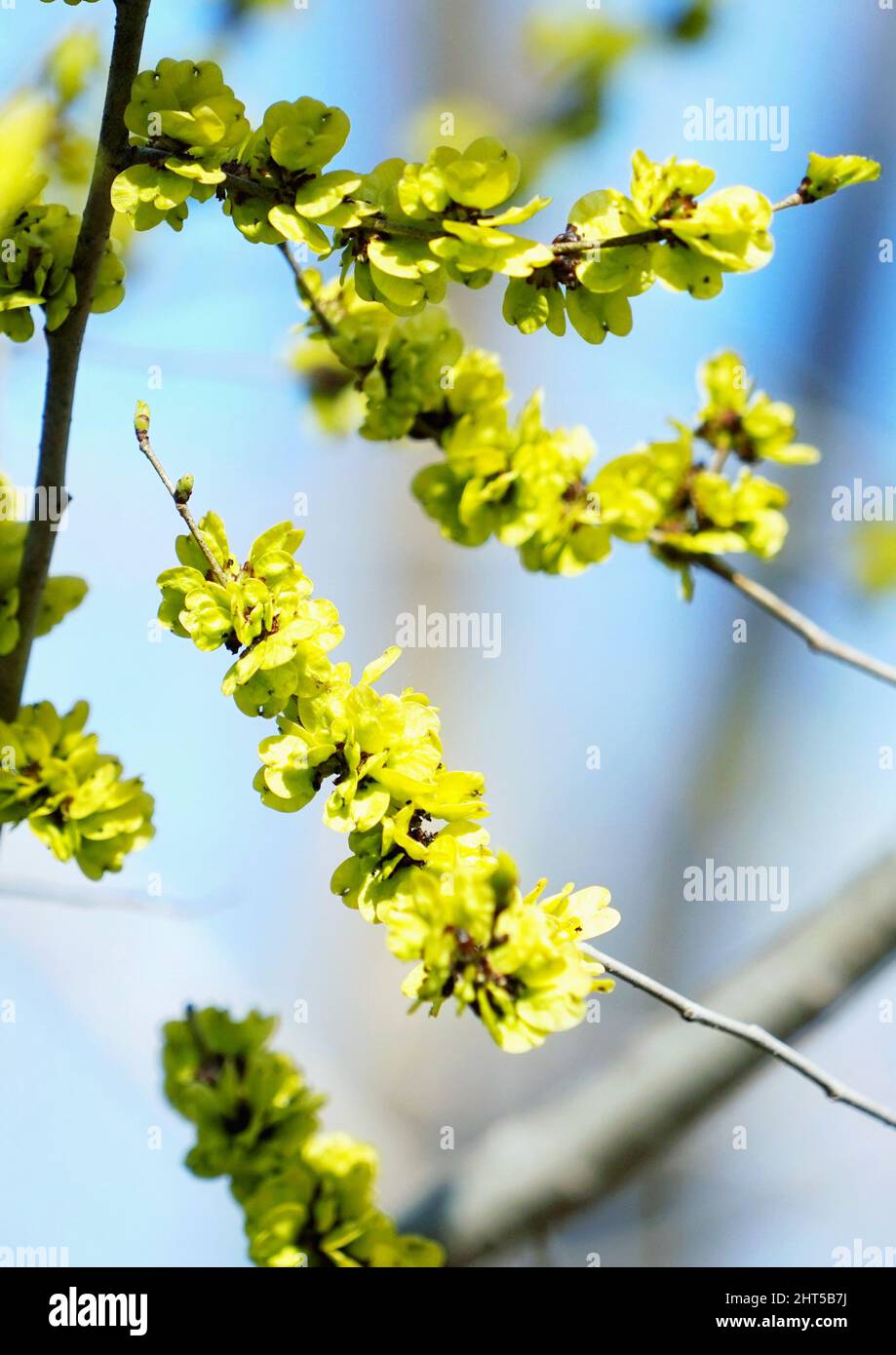 Vertical closeup of branches of an elm tree with green flowers against ...