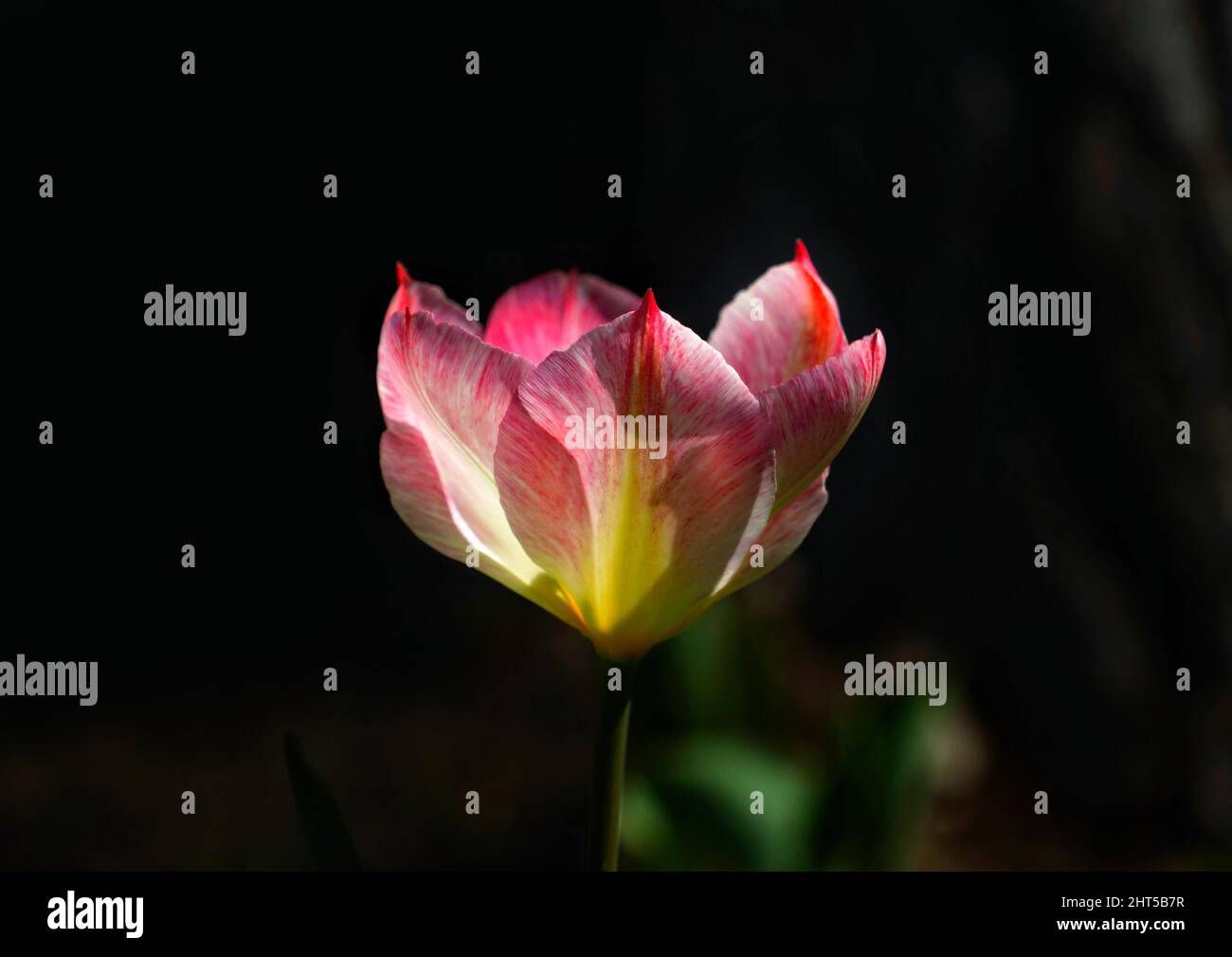 Closeup of a beautiful pink lotus flower opening-up isolated on the ...
