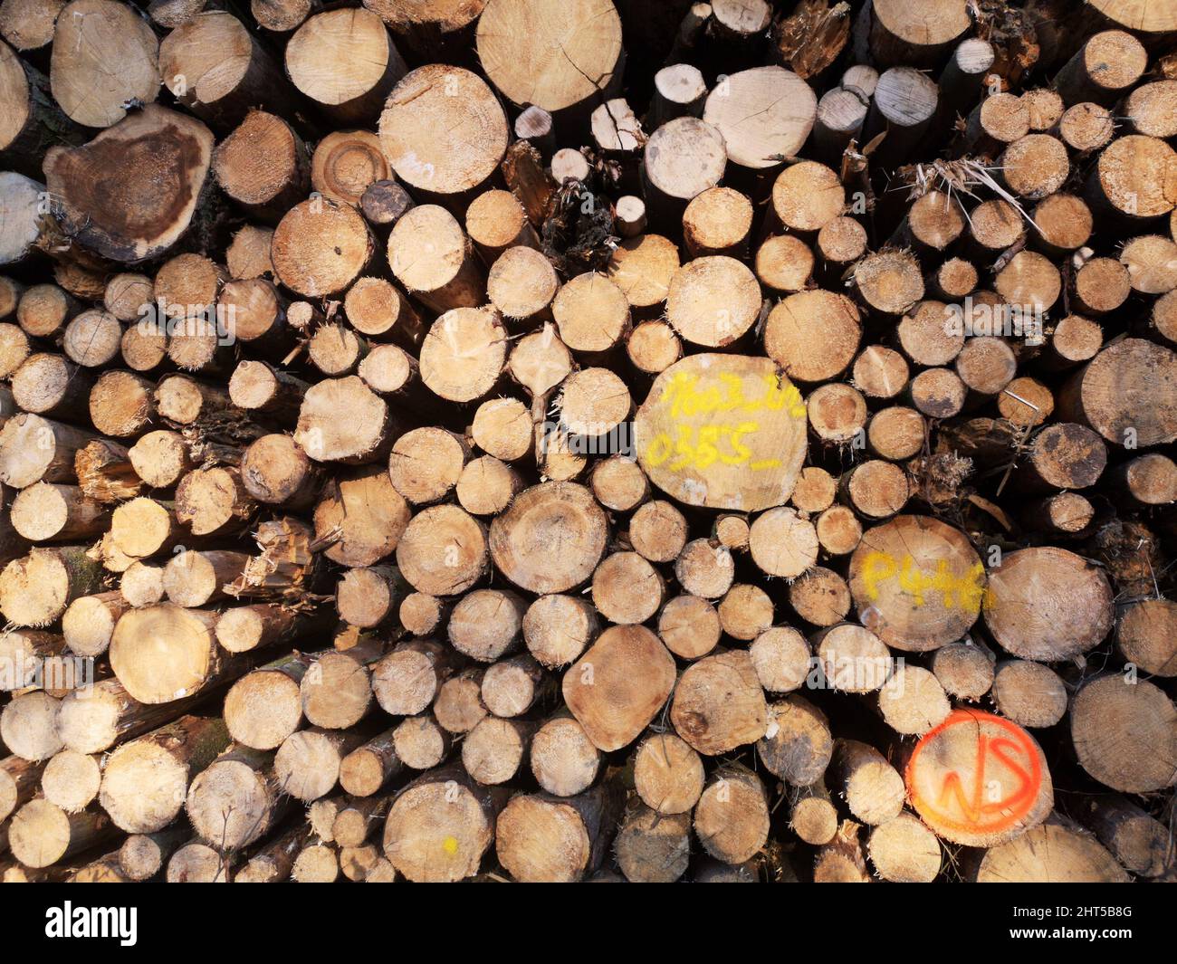 Stack of cut logs in the forest Stock Photo - Alamy