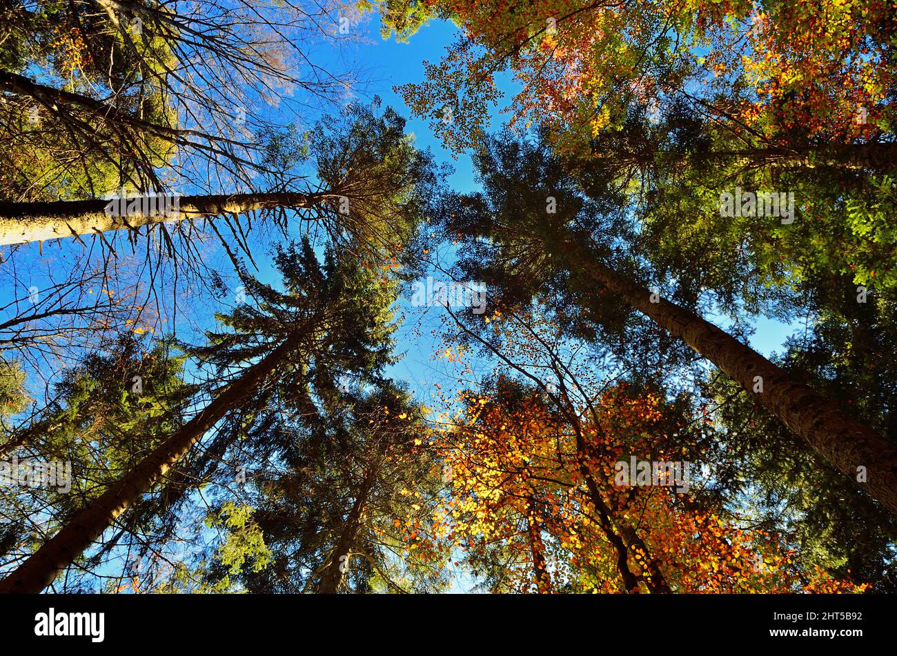 Bottom view of tall trees in the daytime Stock Photo - Alamy