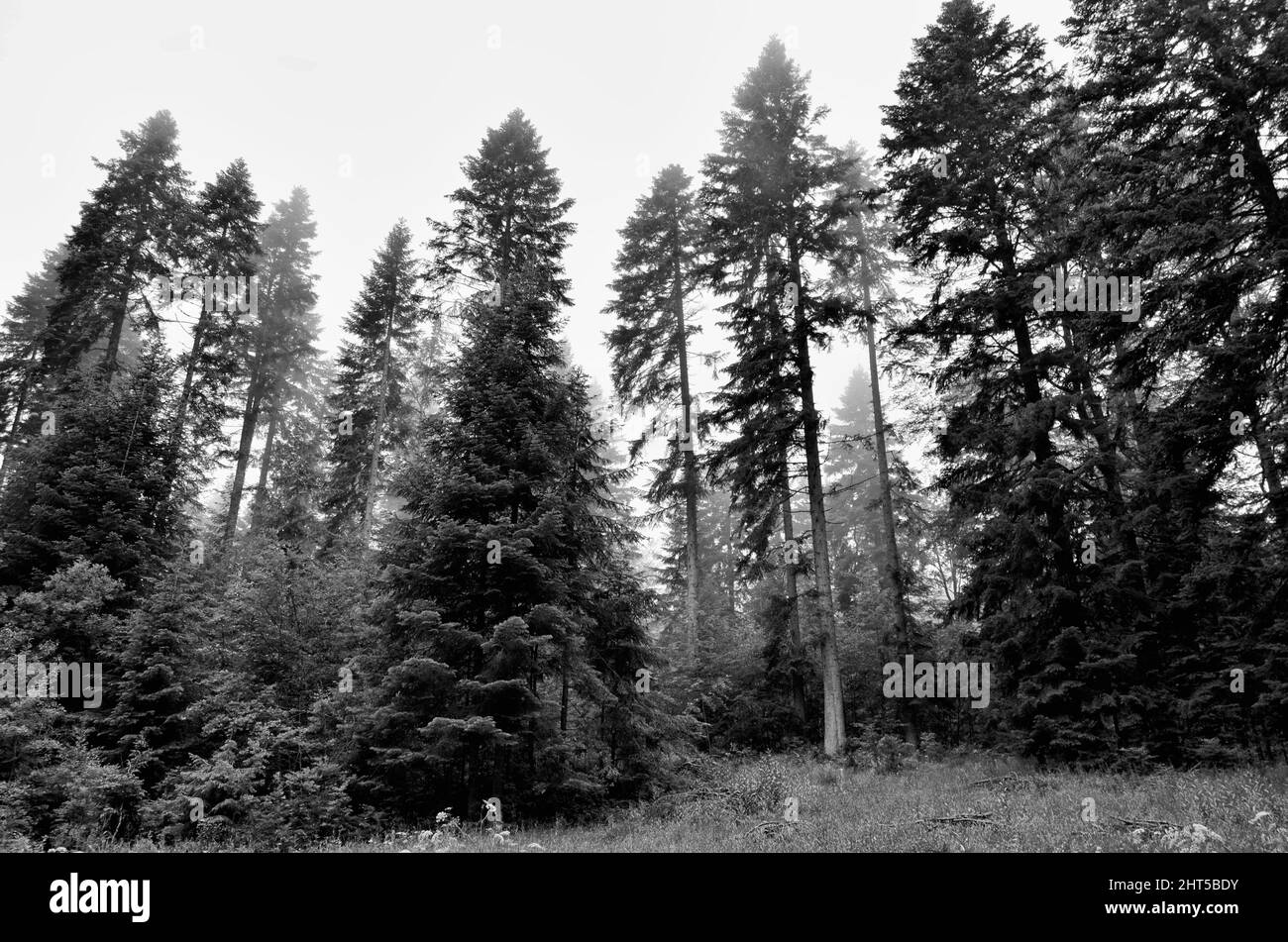 Grayscale of tall trees in a forest under the clear sky Stock Photo - Alamy