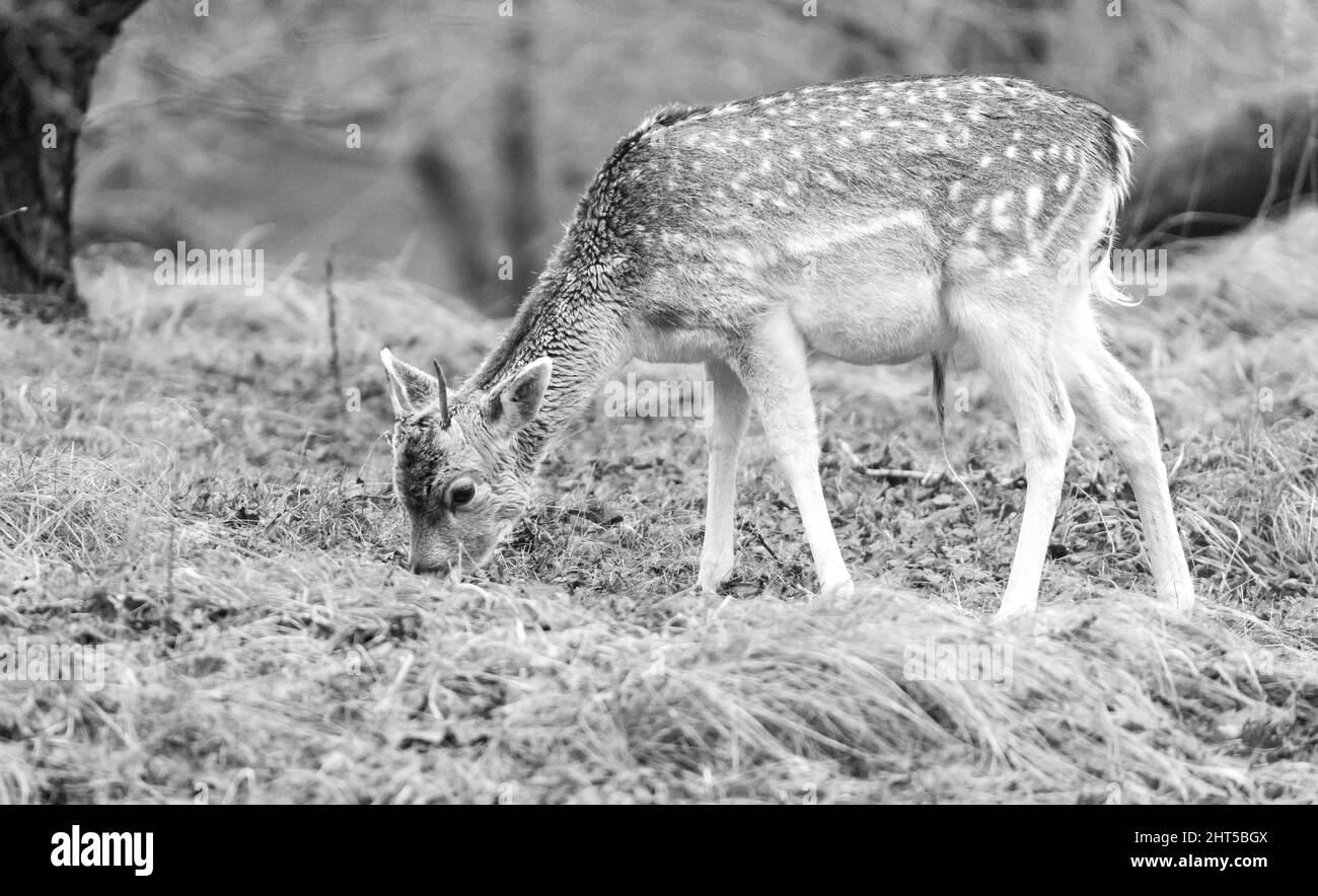 Red deer with fawn Black and White Stock Photos & Images - Alamy