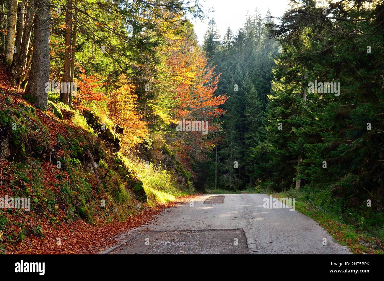 A road passing through forest with lush nature with autumn trees and ...