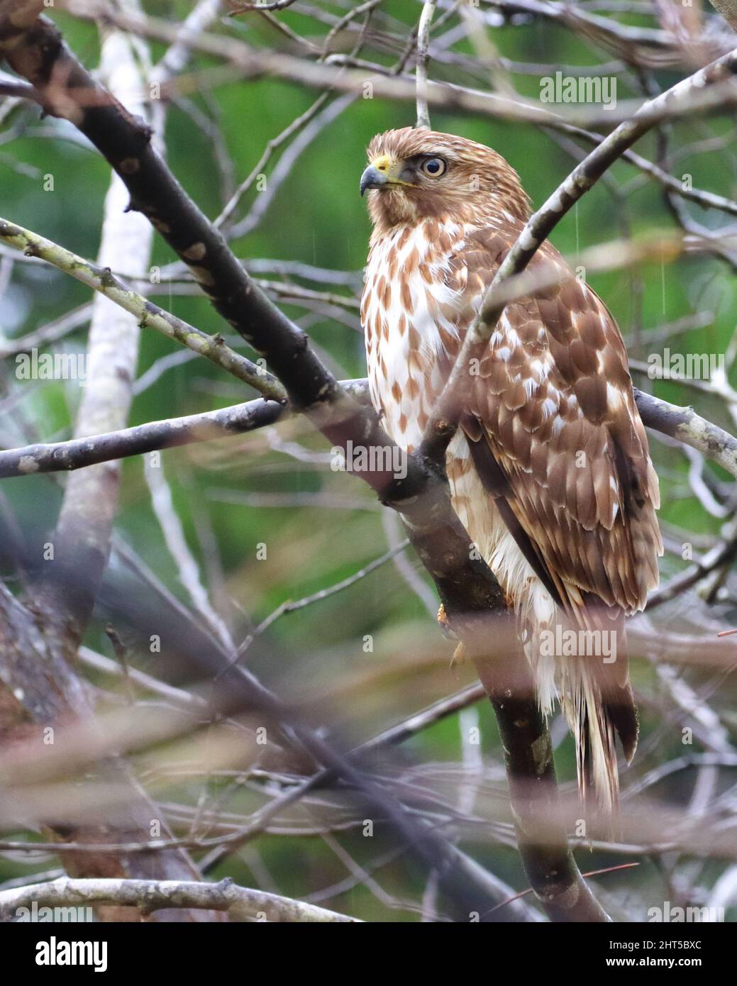 Closeup shot buzzard on hi-res stock photography and images - Alamy